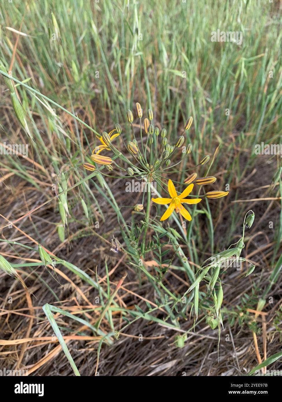 Bloomeria hi-res stock photography and images - Alamy