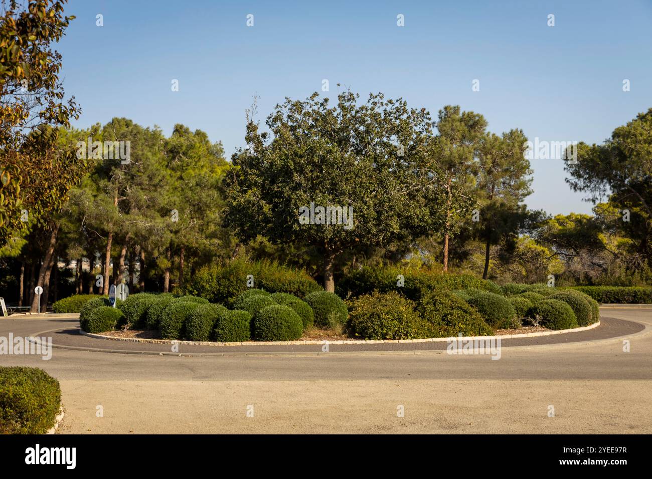 Circular intersection on the road. Inside, there are bushes and a ficus ...