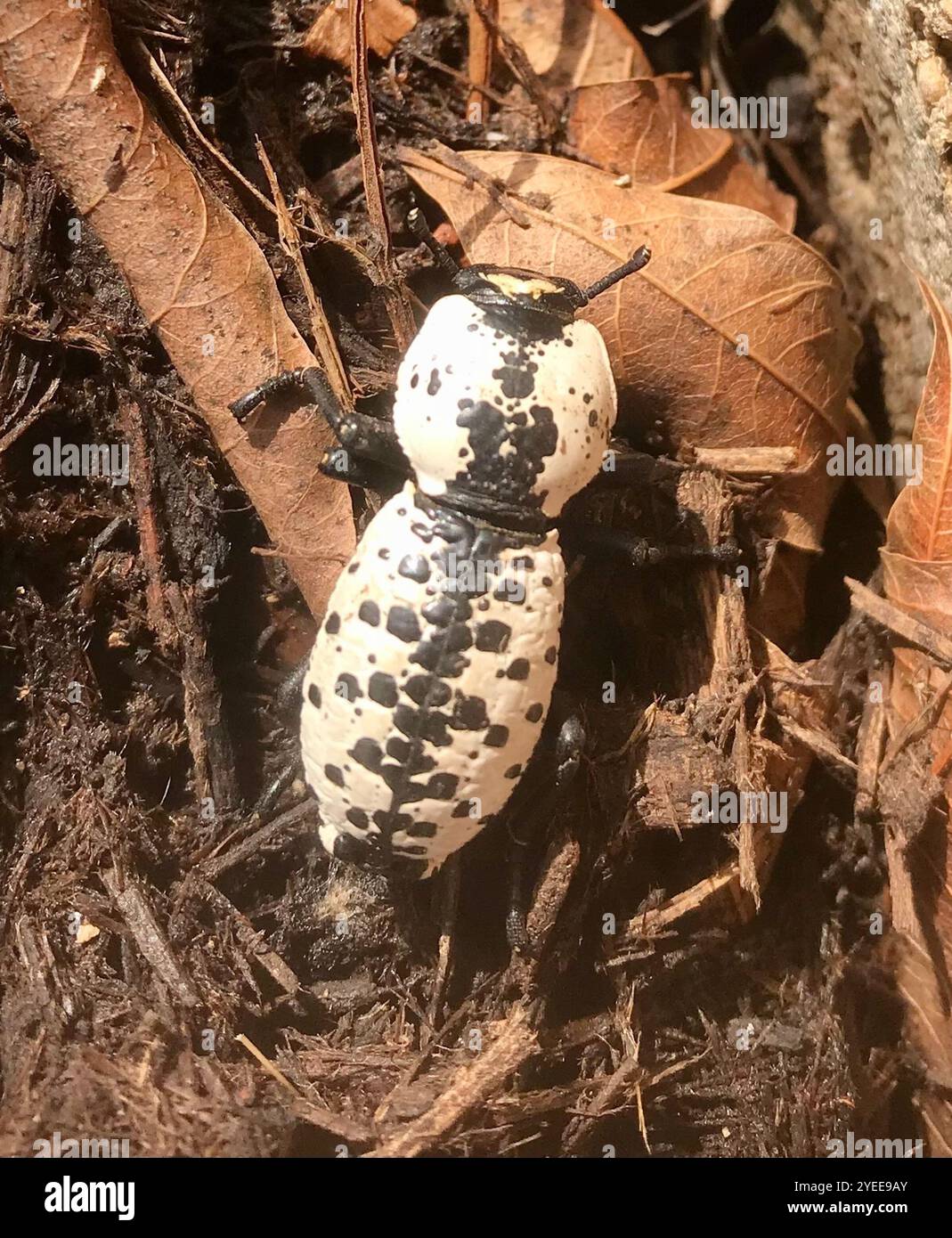 Zopherus nodulosus hi-res stock photography and images - Alamy