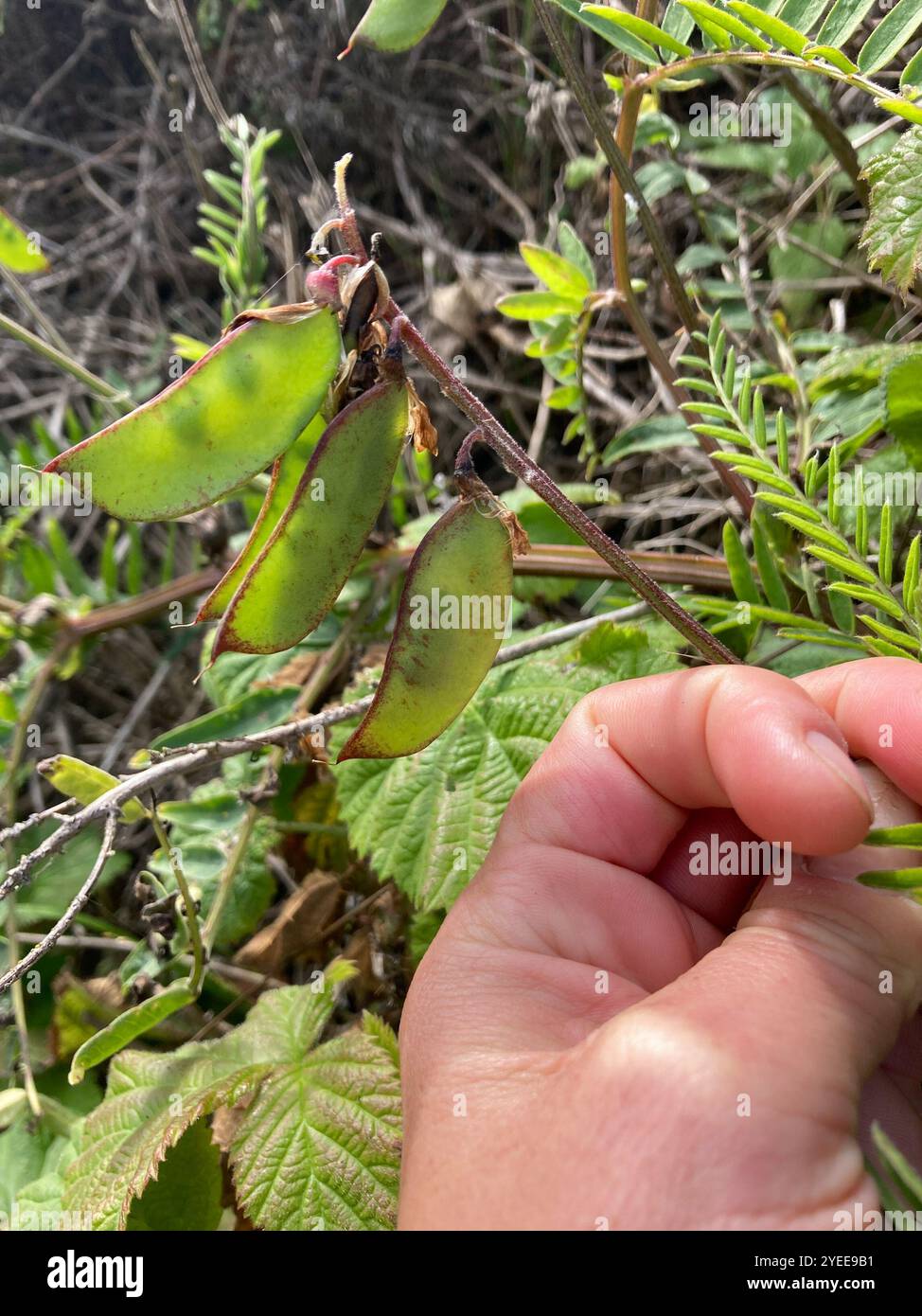 giant vetch (Vicia gigantea Stock Photo - Alamy