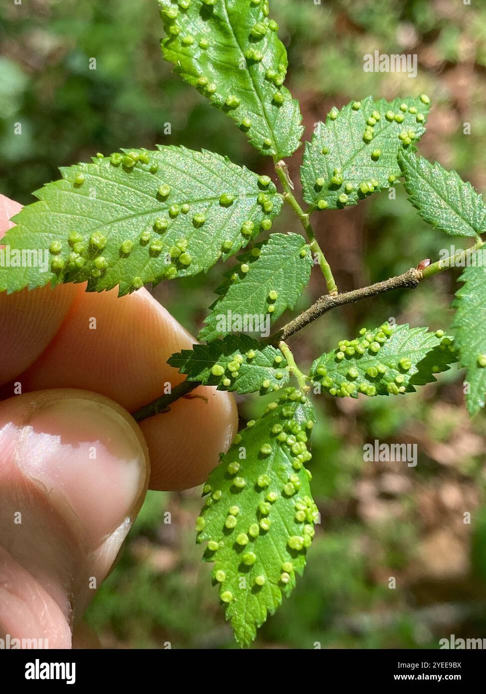 Elm Leaf Gall Mite (Aceria campestricola Stock Photo - Alamy