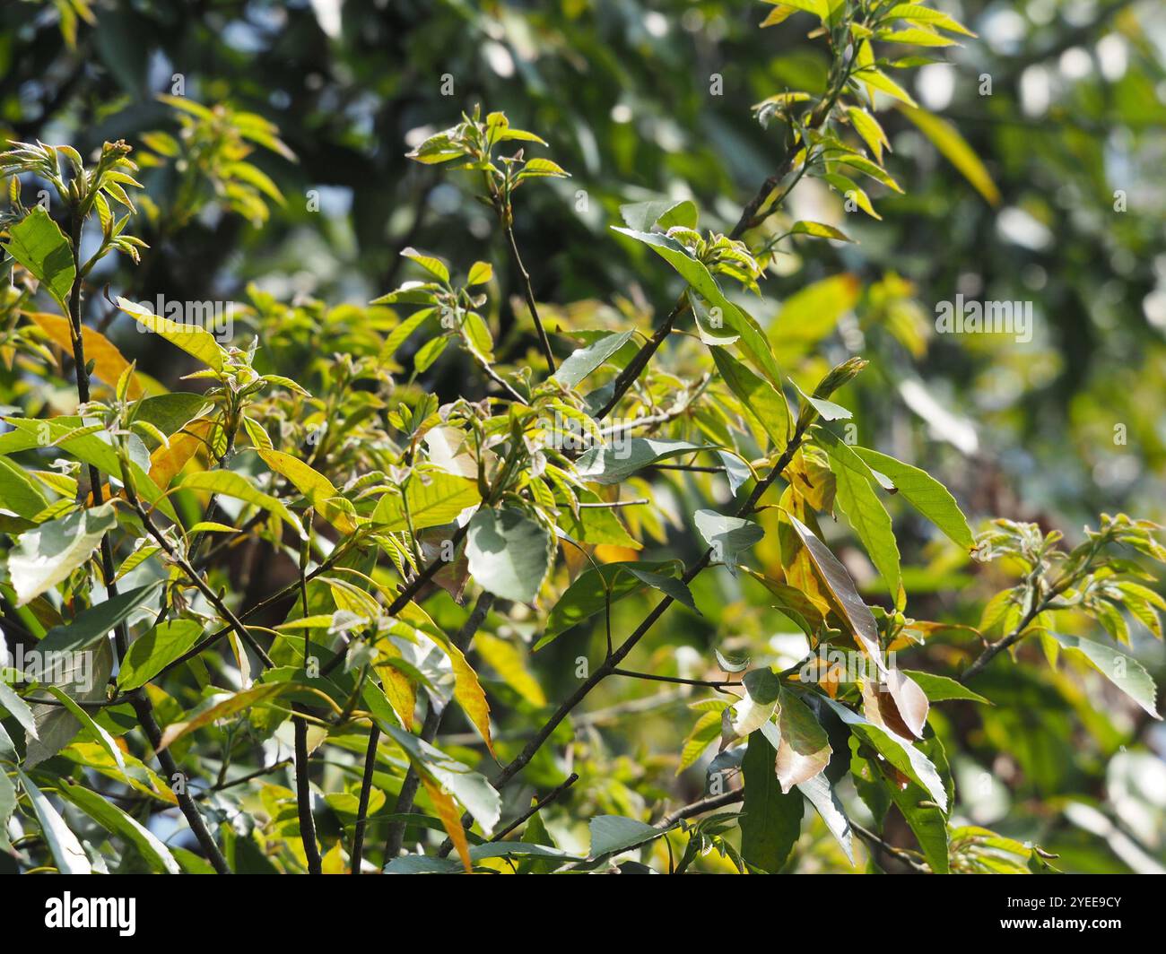 ring-cupped oak (Quercus glauca Stock Photo - Alamy