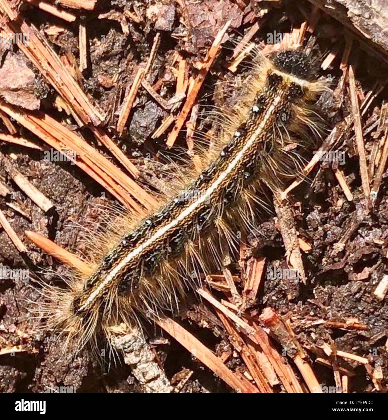 Eastern Tent Caterpillar Moth (Malacosoma americana Stock Photo - Alamy
