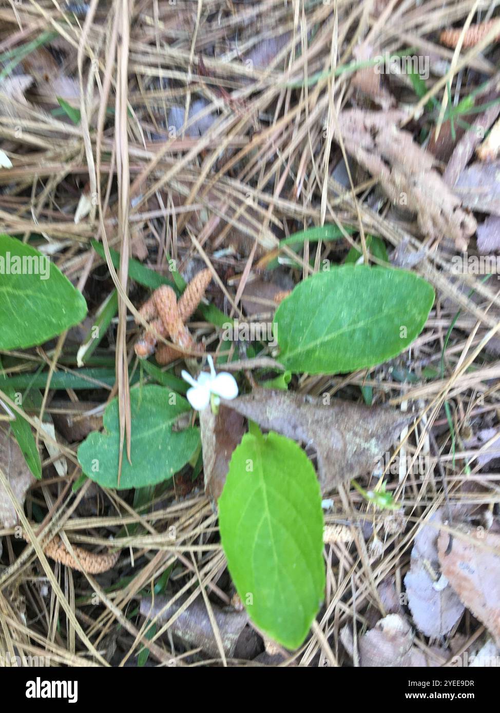 primrose-leaved violet (Viola primulifolia Stock Photo - Alamy
