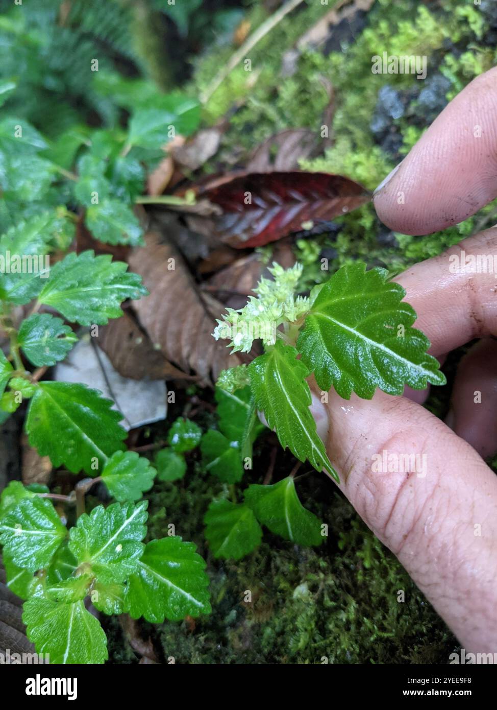 nettle family (Urticaceae Stock Photo - Alamy