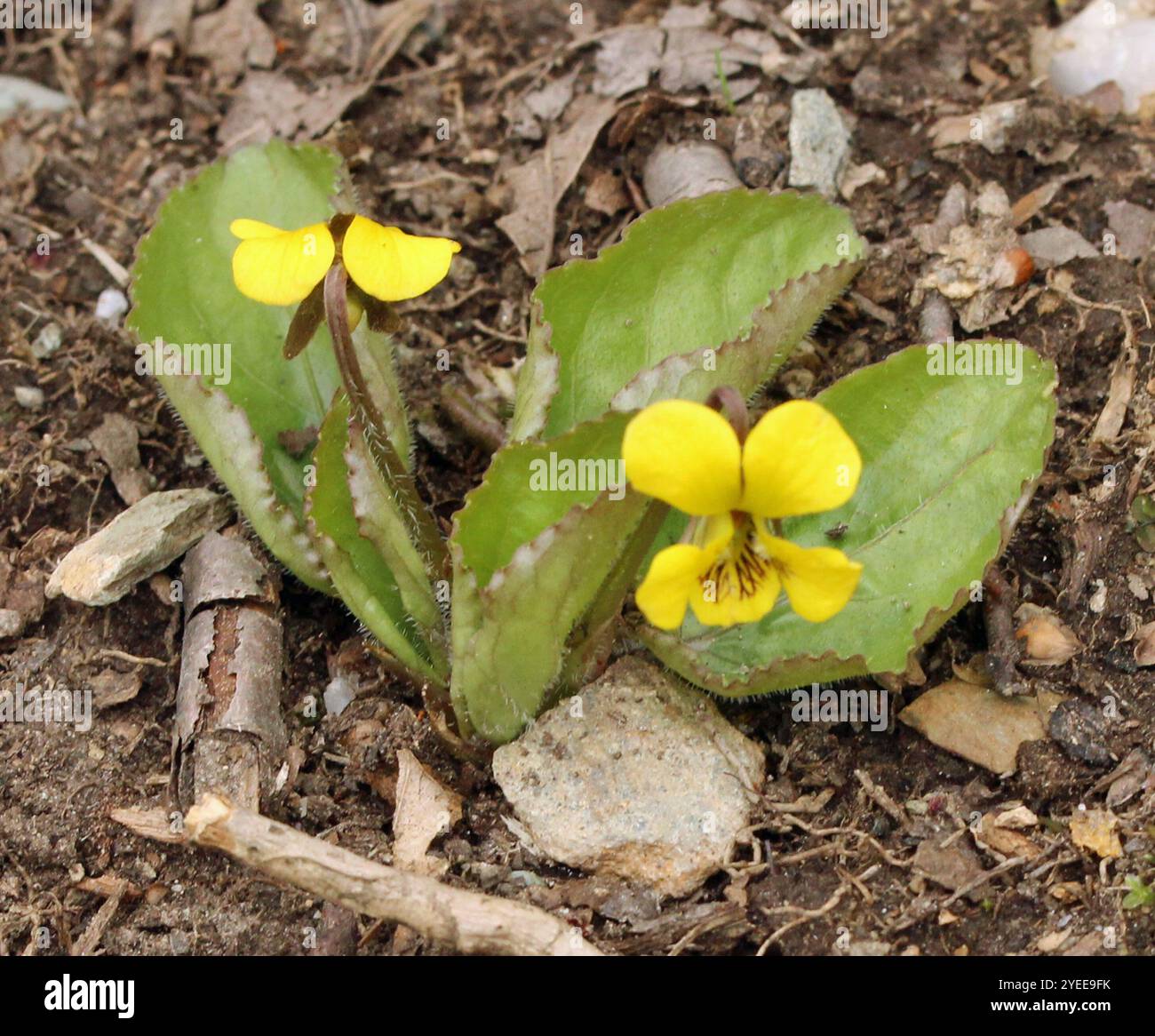 Round-leaved Violet (Viola rotundifolia Stock Photo - Alamy