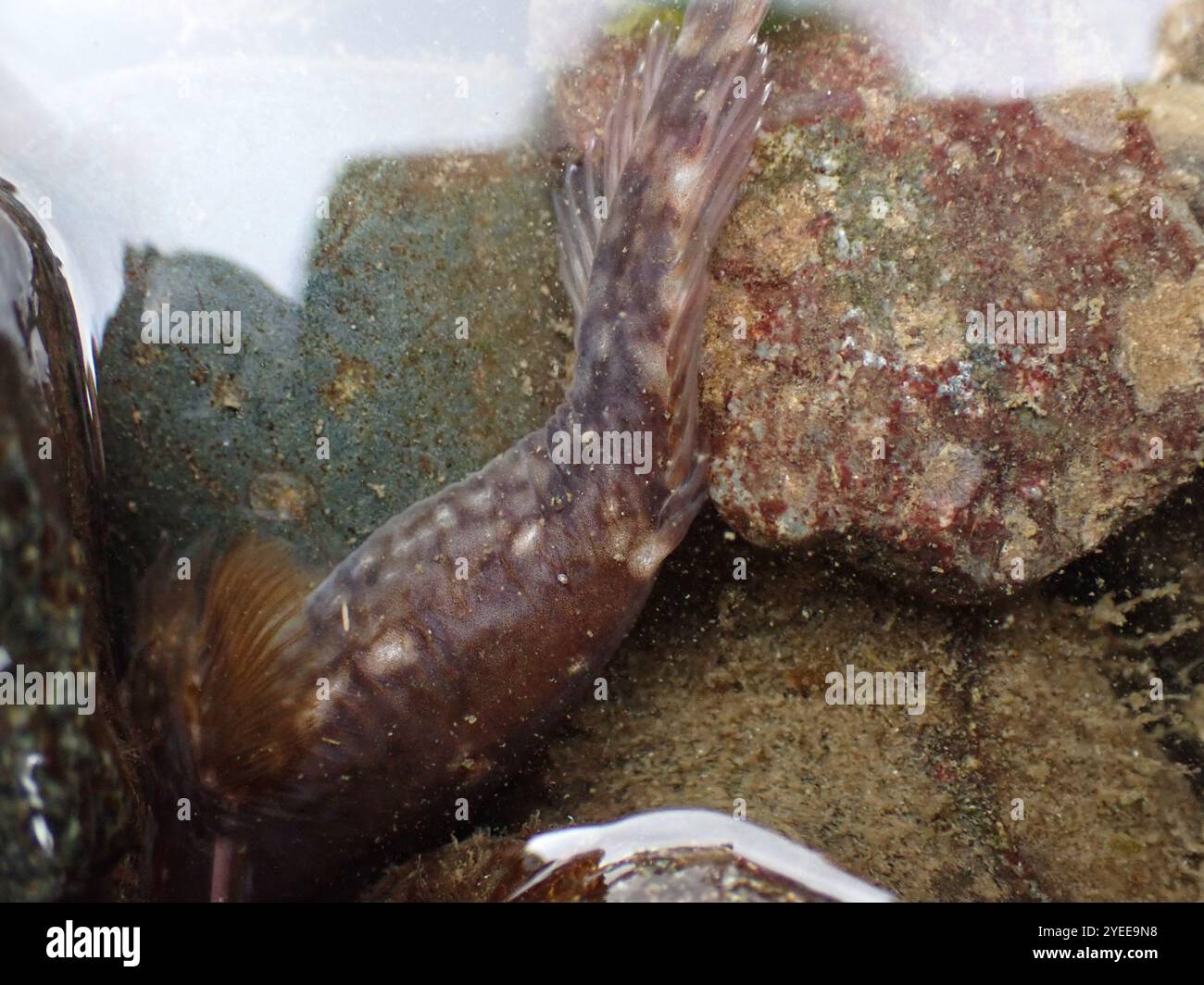 Northern Clingfish (Gobiesox maeandricus Stock Photo - Alamy