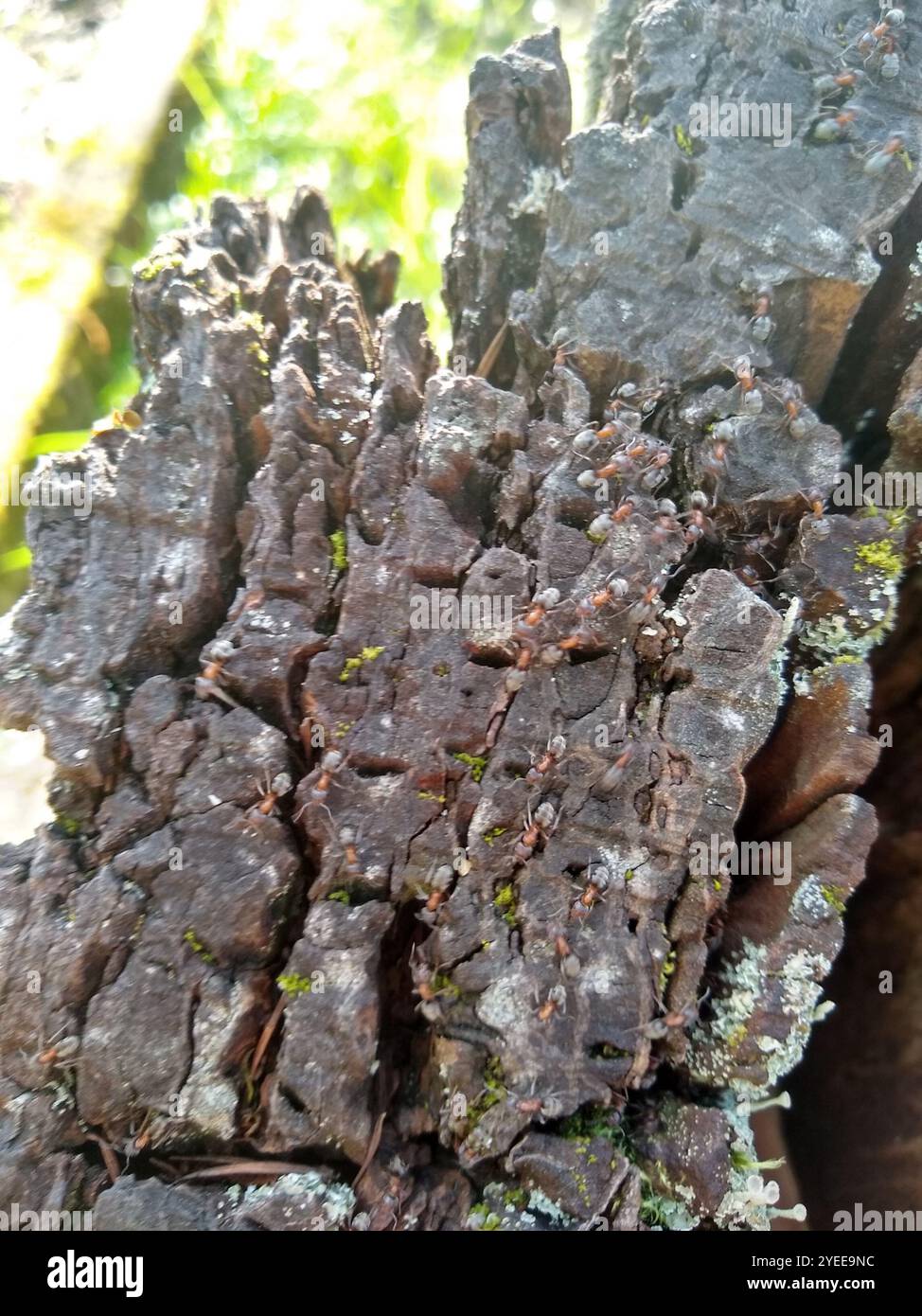 Western Velvety Tree Ant (Liometopum occidentale Stock Photo - Alamy