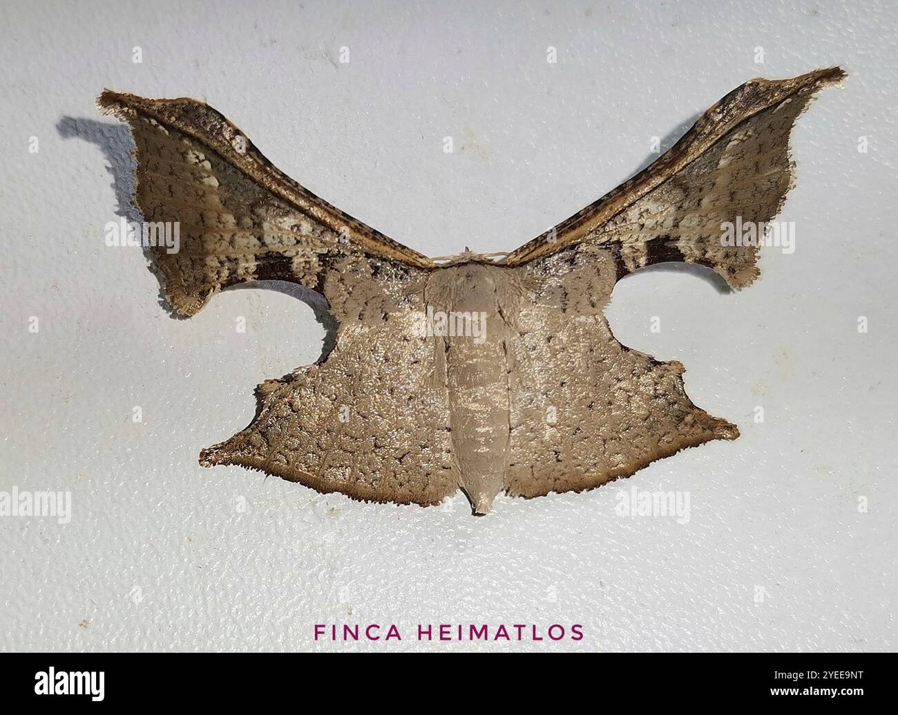 Window-winged Moths (Thyrididae Stock Photo - Alamy