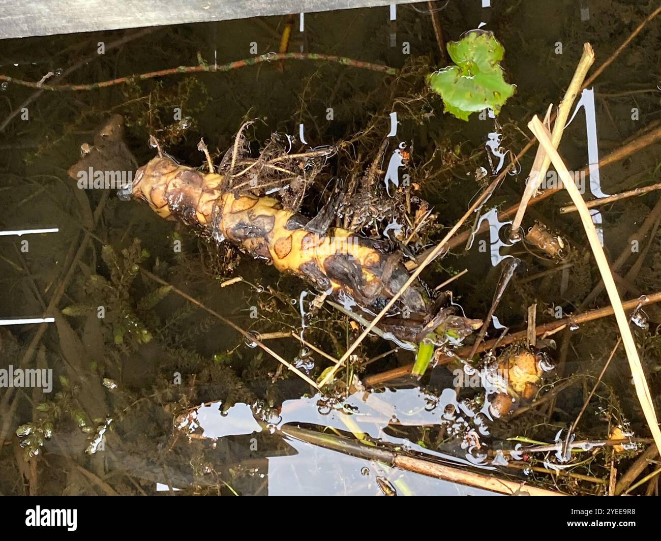 Variegated Yellow Pond-Lily (Nuphar variegata Stock Photo - Alamy