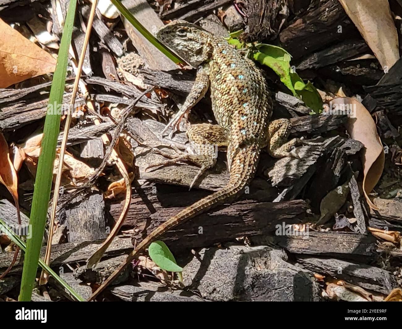 Western Fence Lizard (Sceloporus occidentalis Stock Photo - Alamy