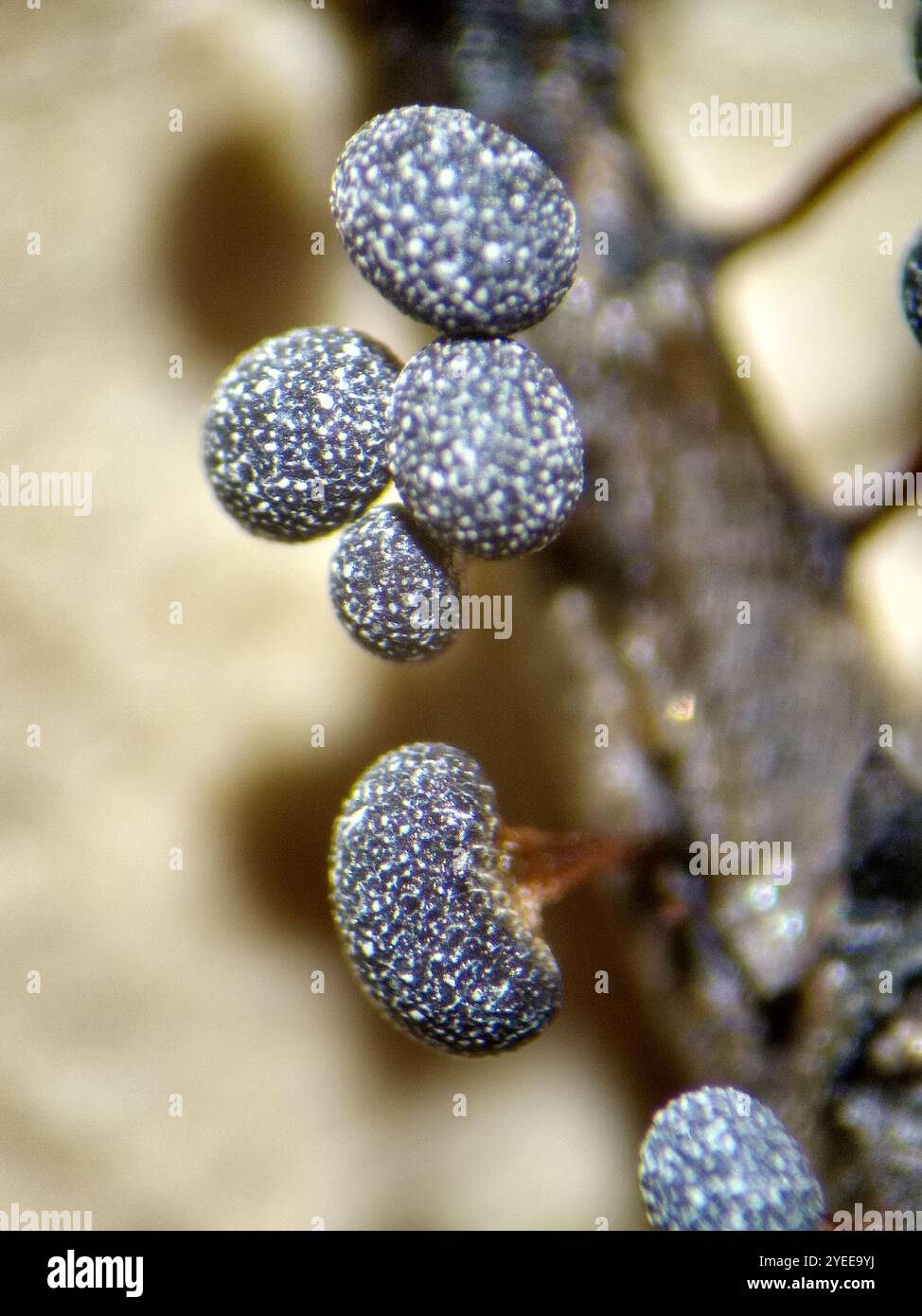 Physarum pusillum hi-res stock photography and images - Alamy