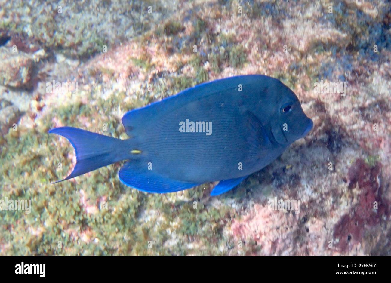 Atlantic Blue Tang (Acanthurus coeruleus Stock Photo - Alamy