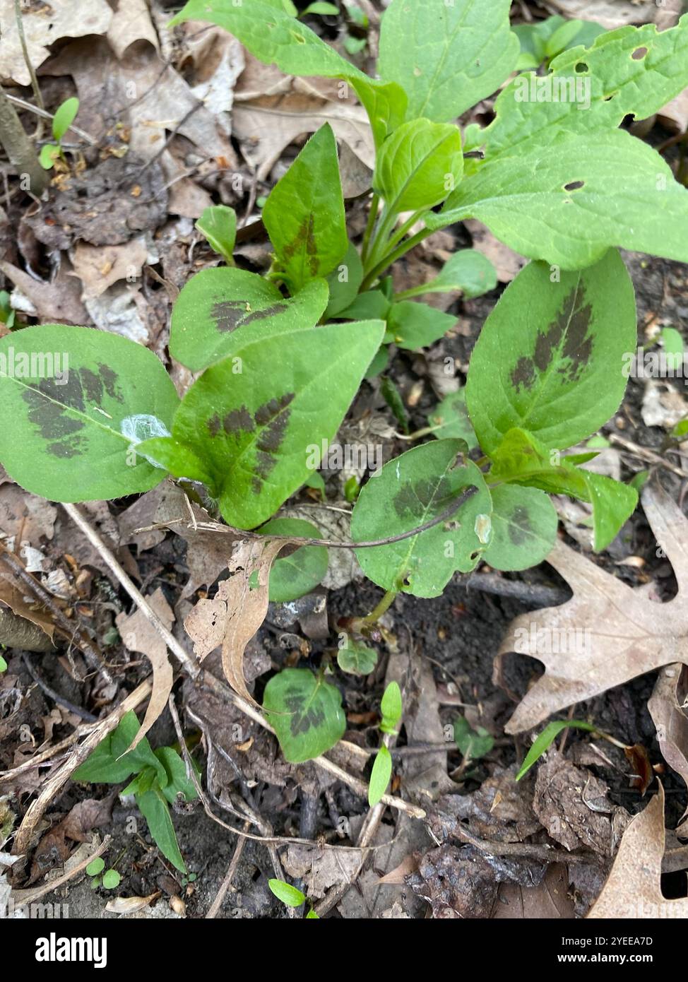 American jumpseed (Persicaria virginiana Stock Photo - Alamy