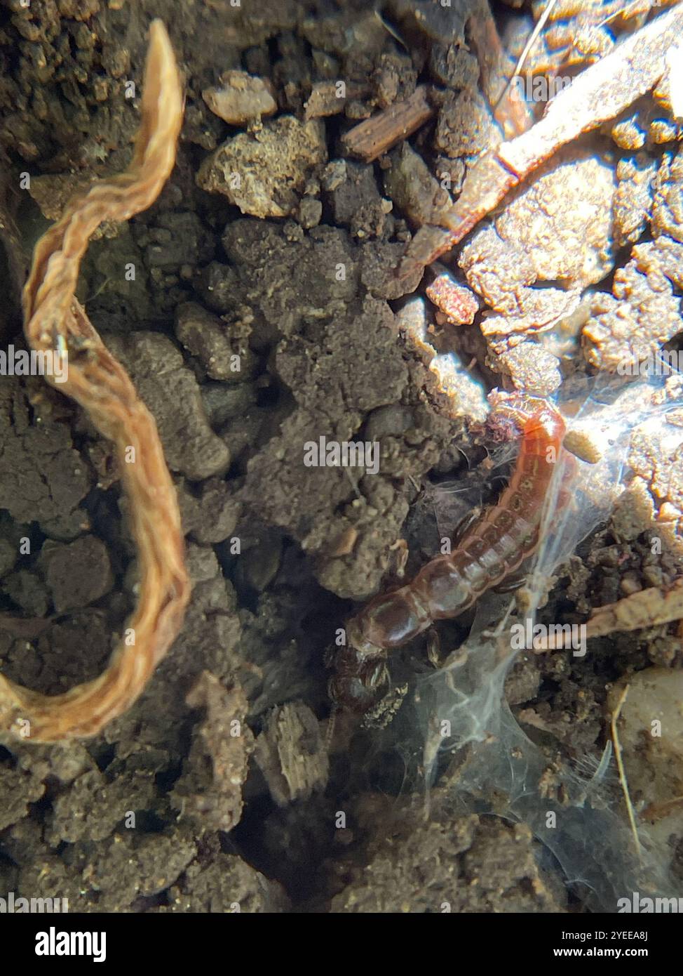 Webspinners hi-res stock photography and images - Alamy