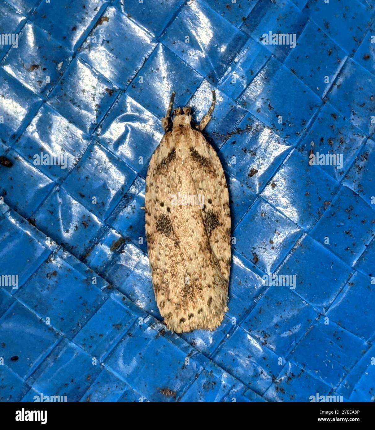 Canadian Agonopterix Moth (Agonopterix canadensis Stock Photo - Alamy