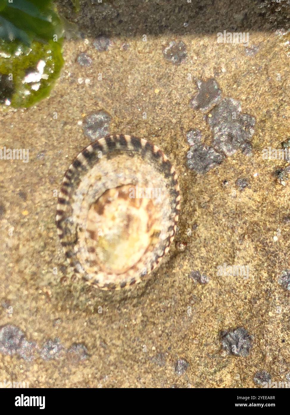 Plate Limpet (Lottia scutum Stock Photo - Alamy