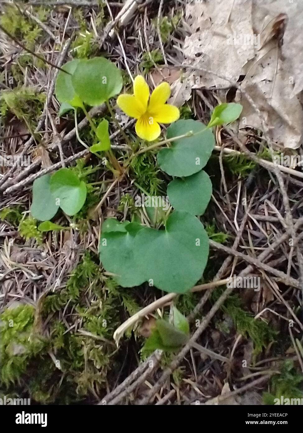 Redwood violet hi-res stock photography and images - Alamy