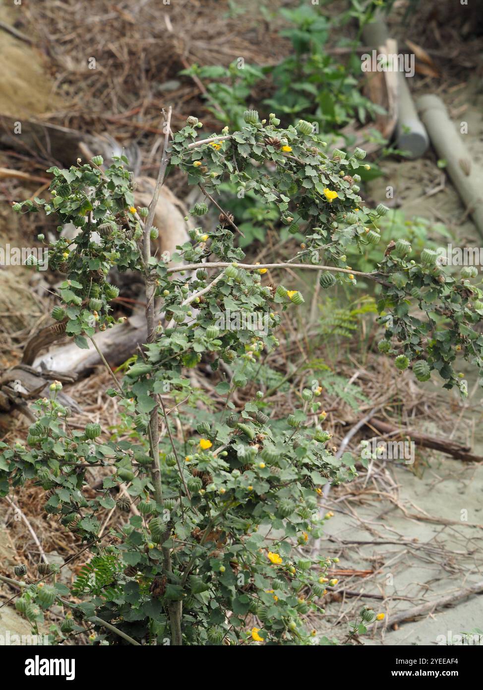 Indian Mallow (Abutilon indicum Stock Photo - Alamy
