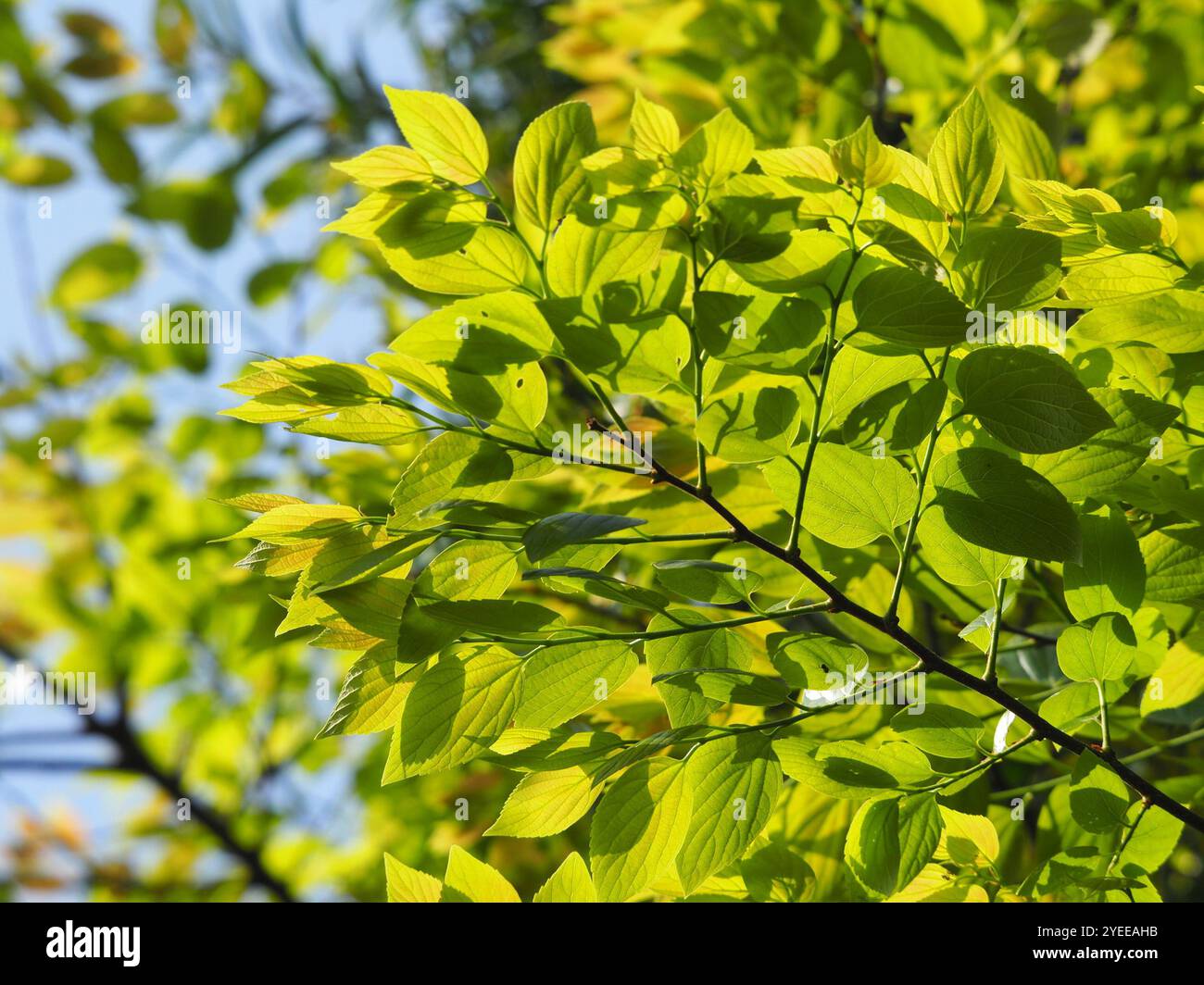 Chinese Hackberry (Celtis sinensis Stock Photo - Alamy