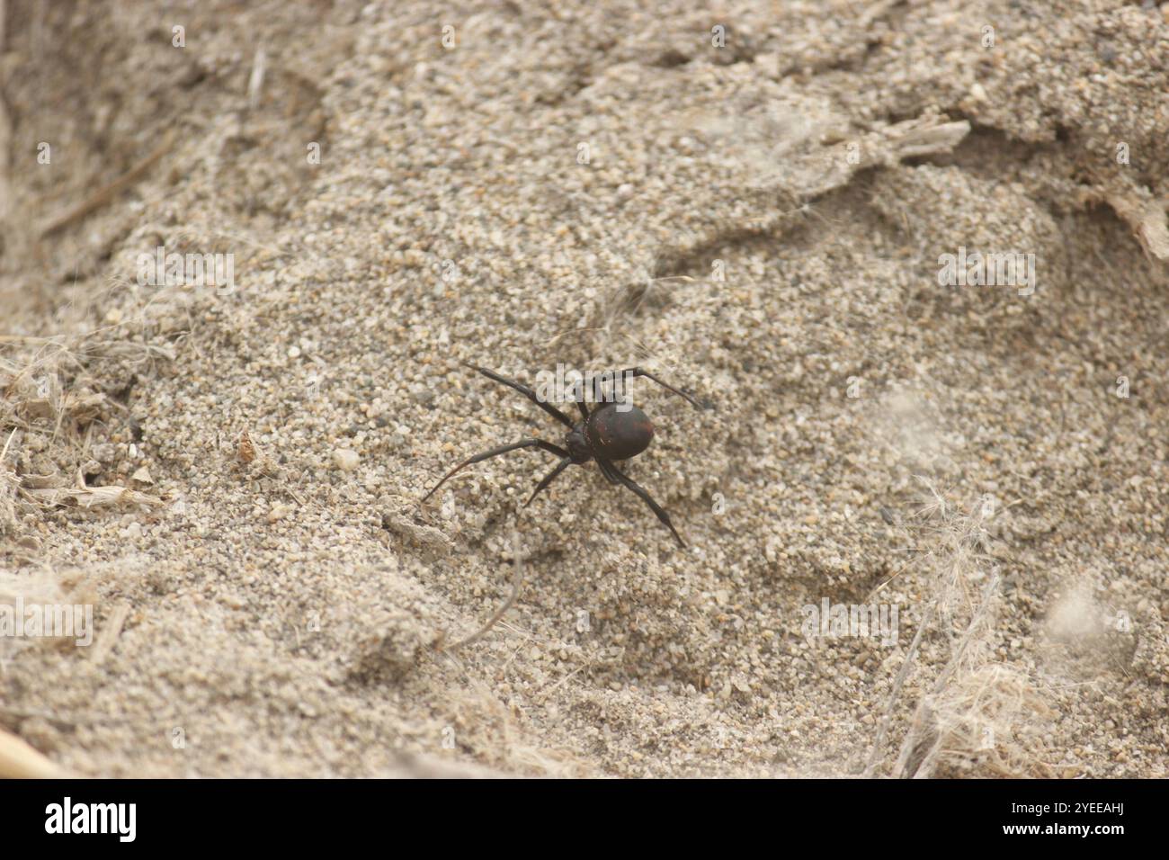 Widow Spiders (Latrodectus Stock Photo - Alamy