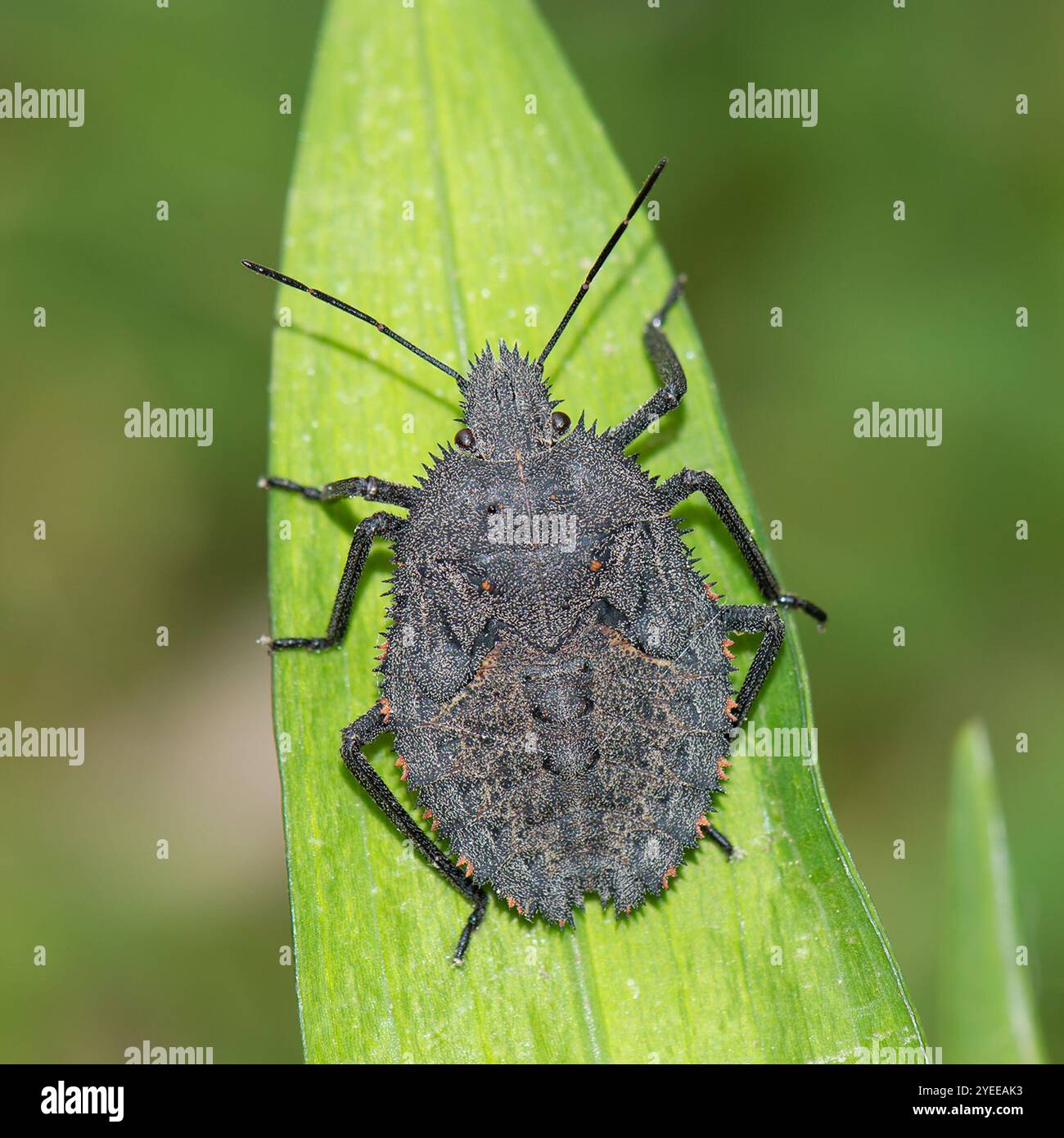 Mediterranean Spiny Stink Bug (Mustha spinosula Stock Photo - Alamy