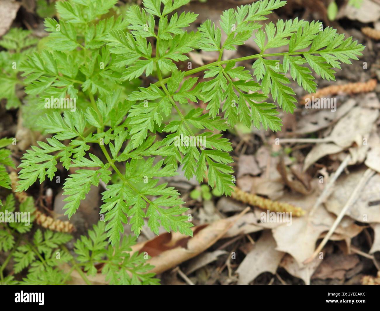 poison hemlock (Conium maculatum Stock Photo - Alamy