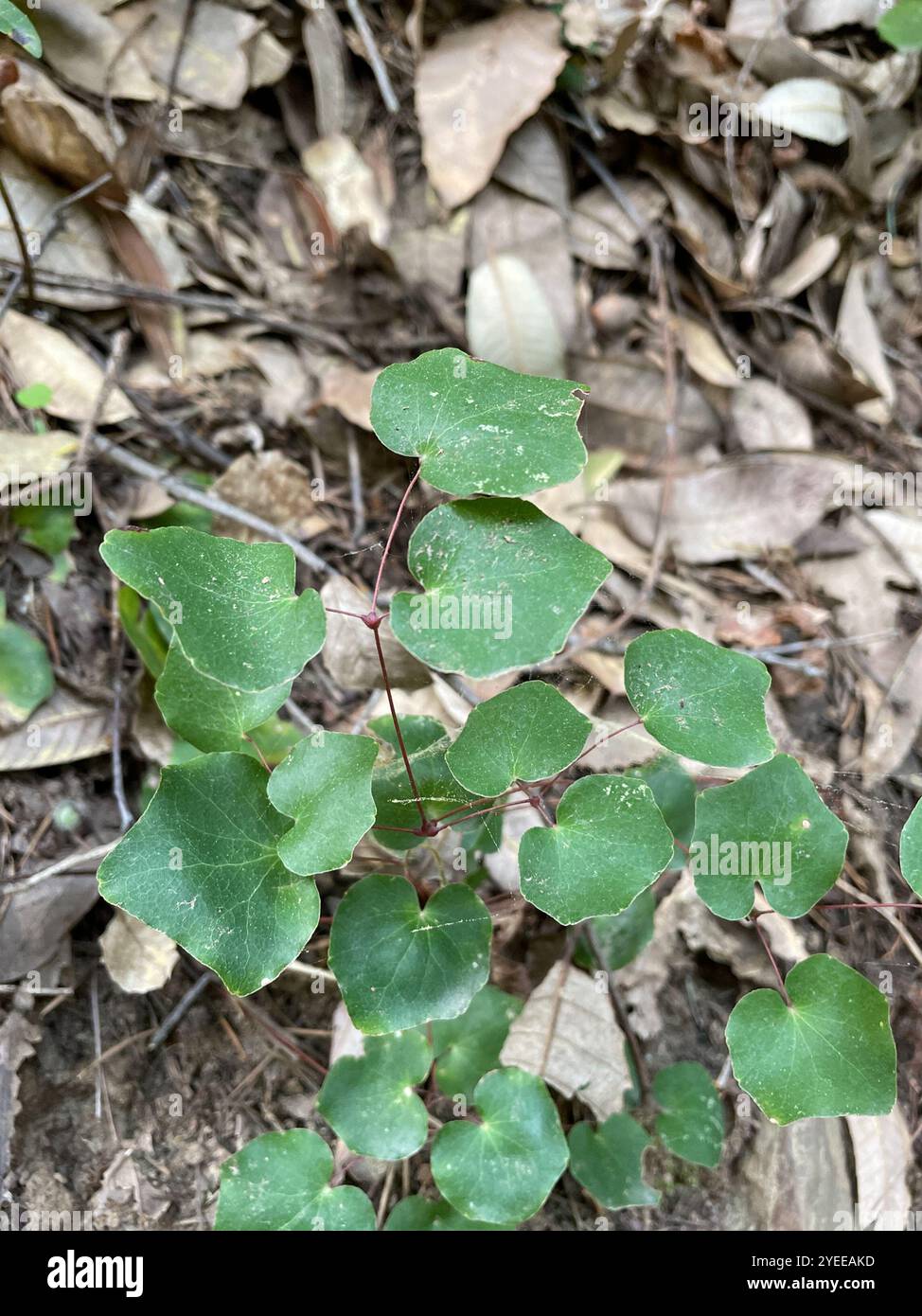 redwood inside-out flower (Vancouveria planipetala Stock Photo - Alamy