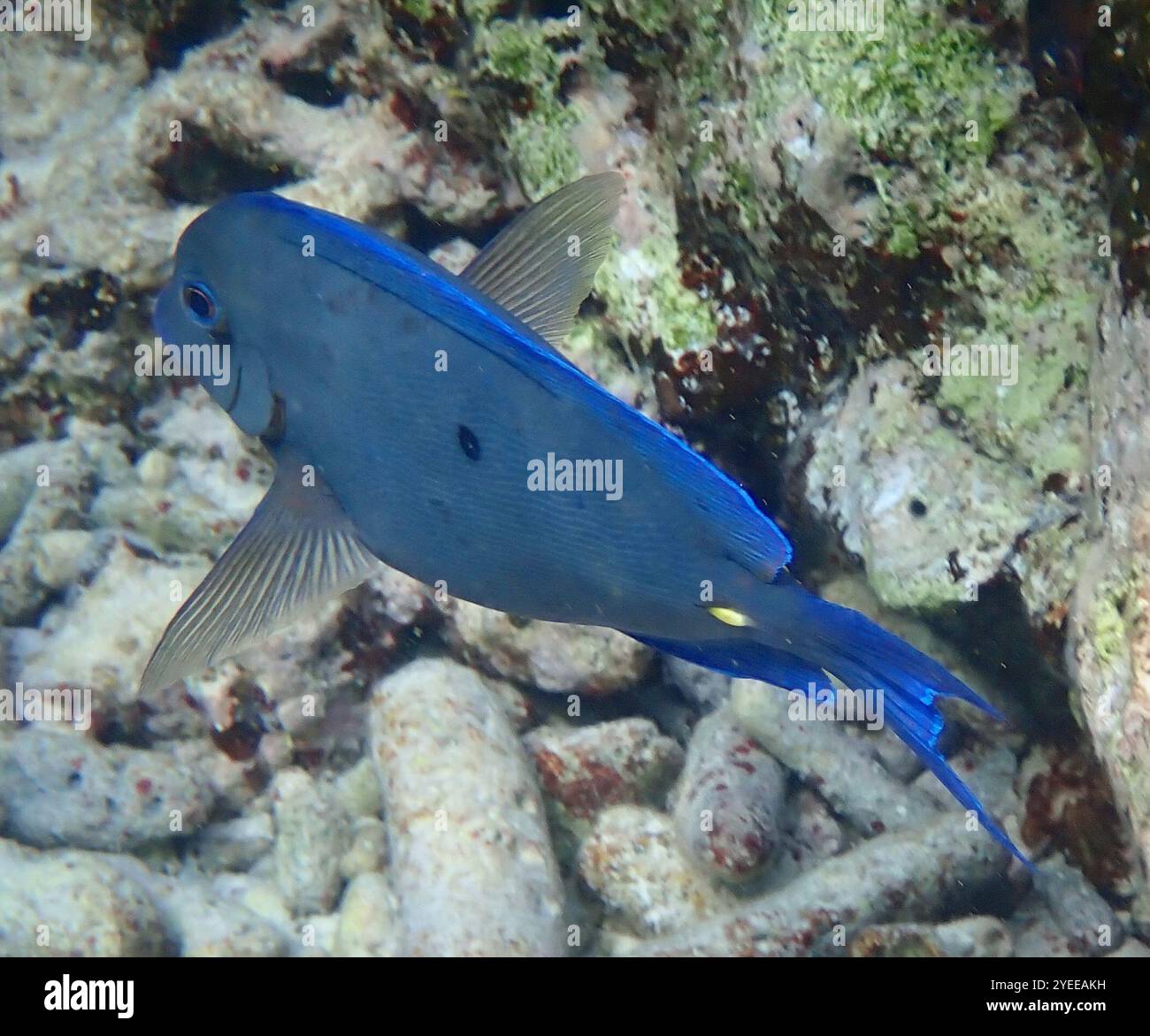 Atlantic Blue Tang (Acanthurus coeruleus Stock Photo - Alamy