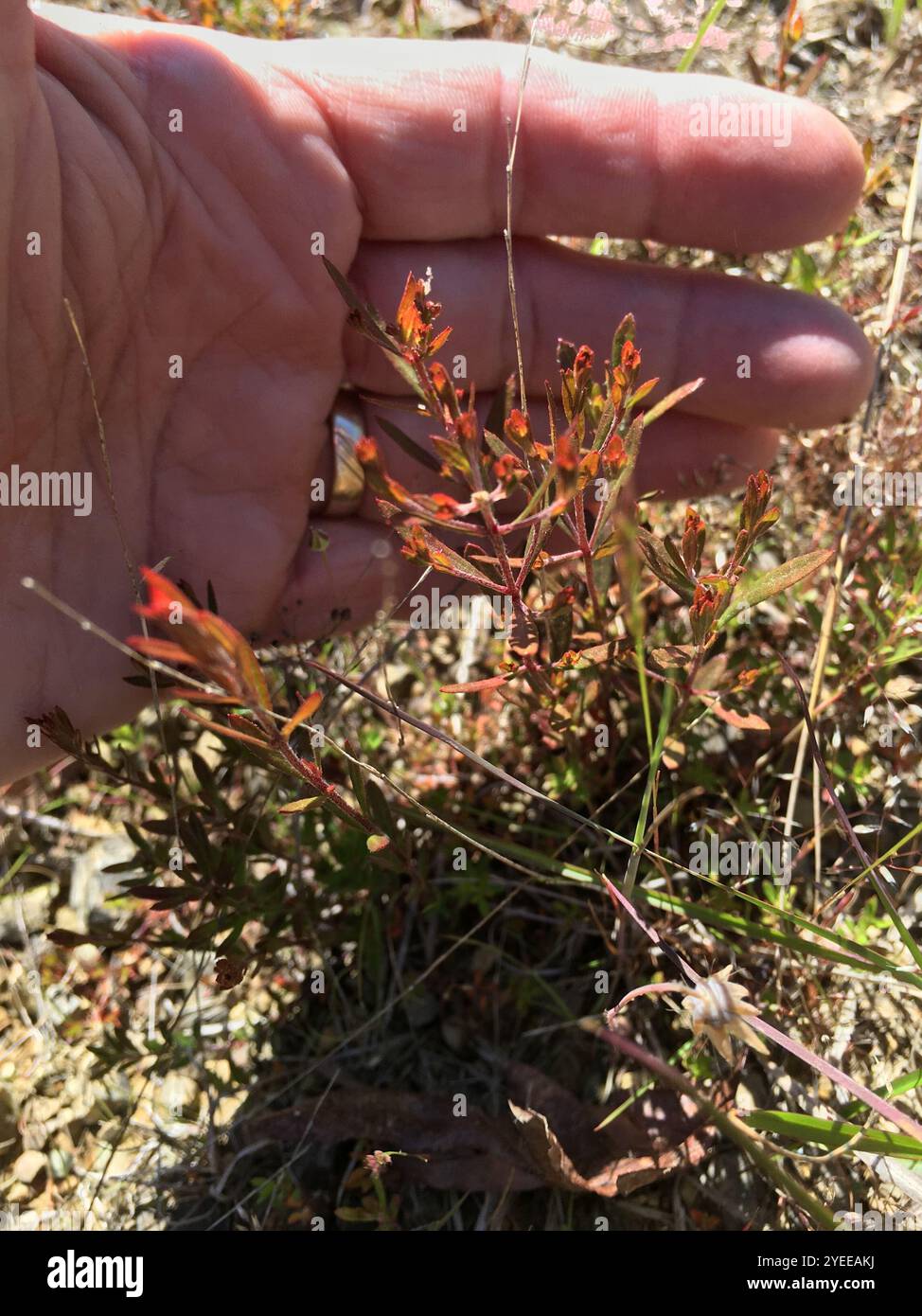 Hairy Pinweed (Lechea mucronata Stock Photo - Alamy
