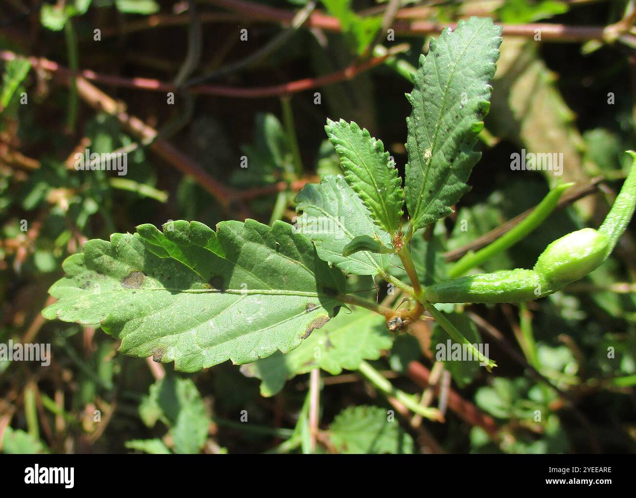 Wild Jute (Corchorus tridens Stock Photo - Alamy