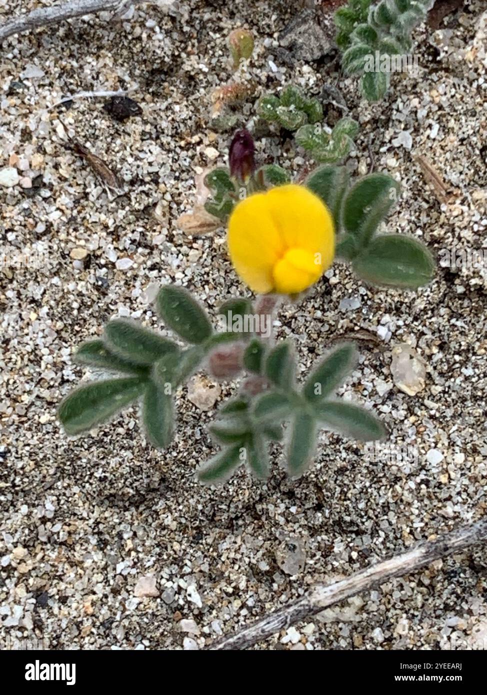 Strigose lotus hi-res stock photography and images - Alamy