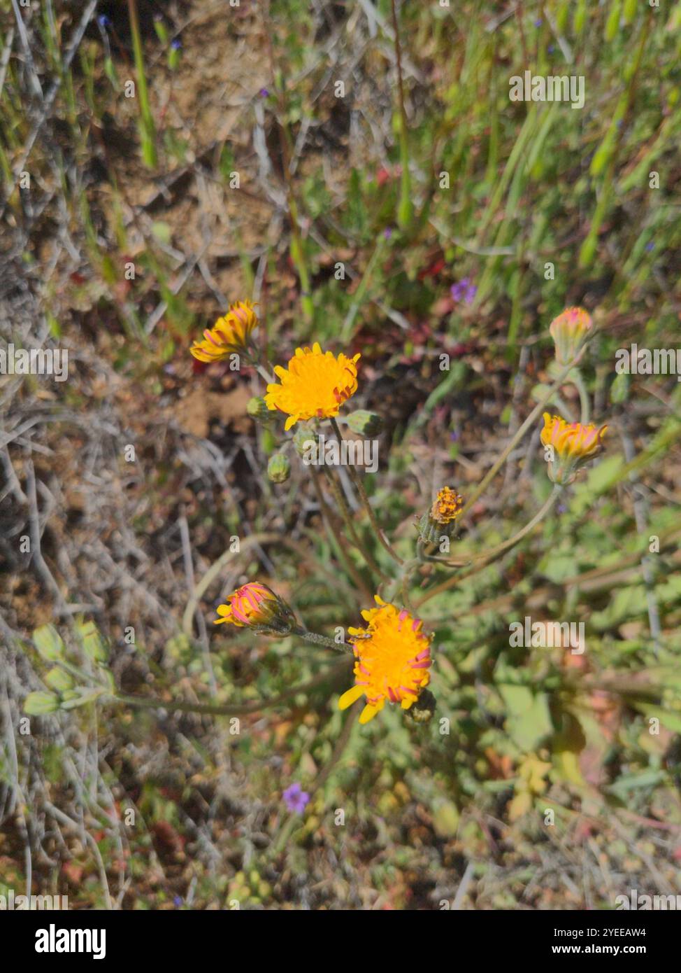 Beaked hawksbeard hi-res stock photography and images - Alamy