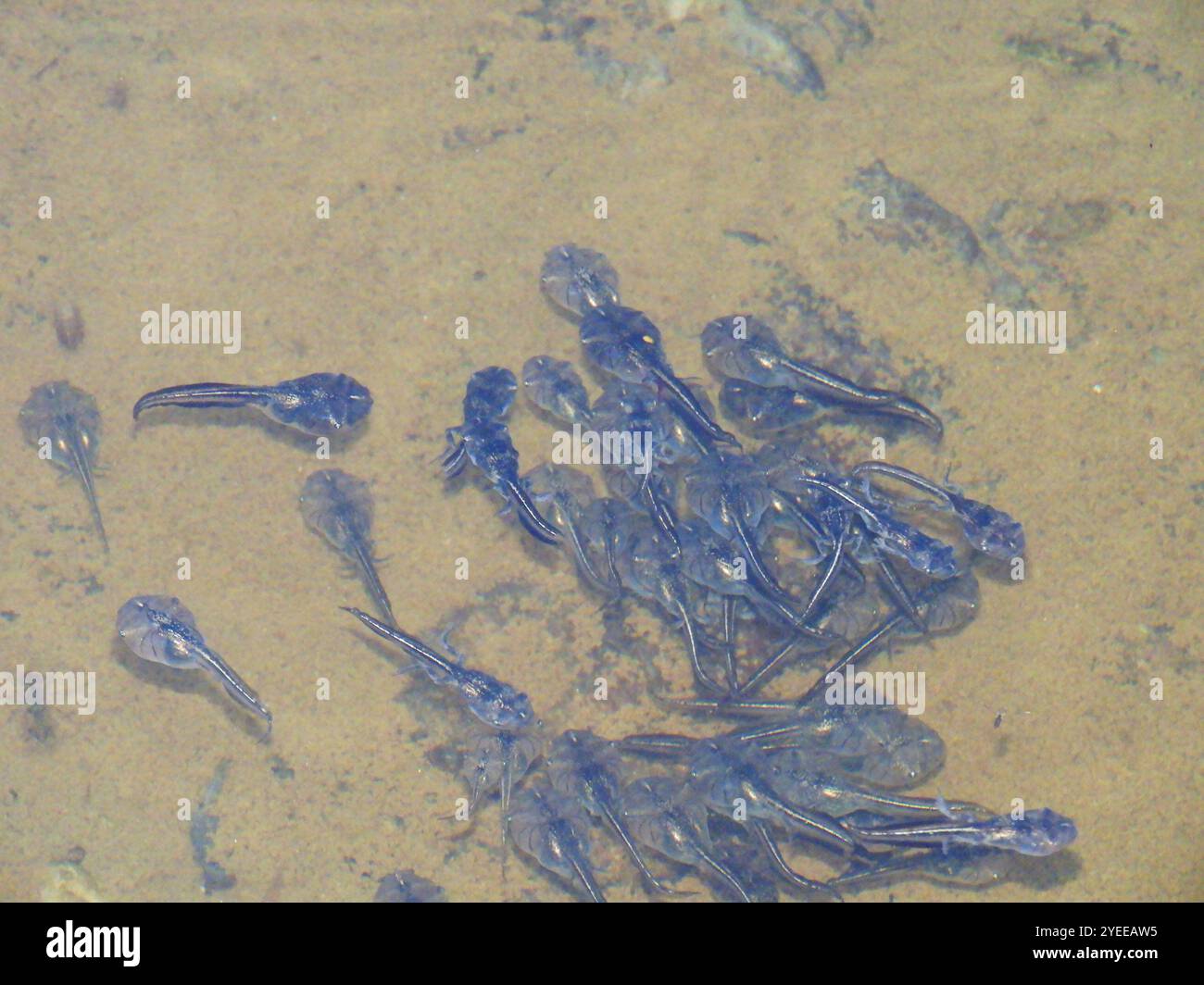 Marbled rubber frog (Phrynomantis annectens Stock Photo - Alamy