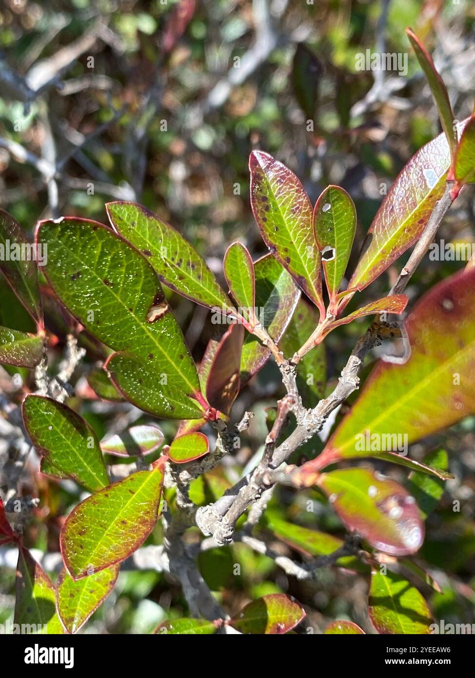 Swamp titi (Cyrilla racemiflora Stock Photo - Alamy