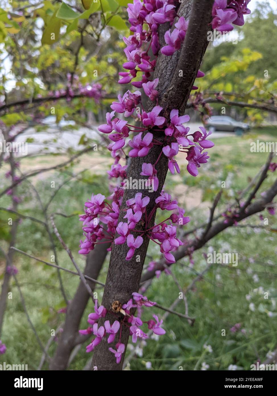 Western Redbud (Cercis occidentalis Stock Photo - Alamy