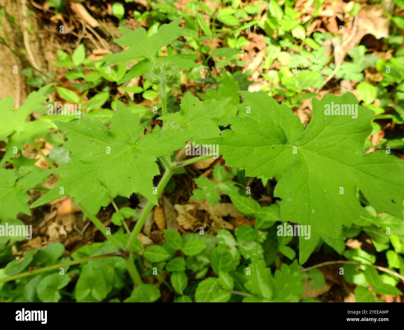 great waterleaf (Hydrophyllum appendiculatum Stock Photo - Alamy