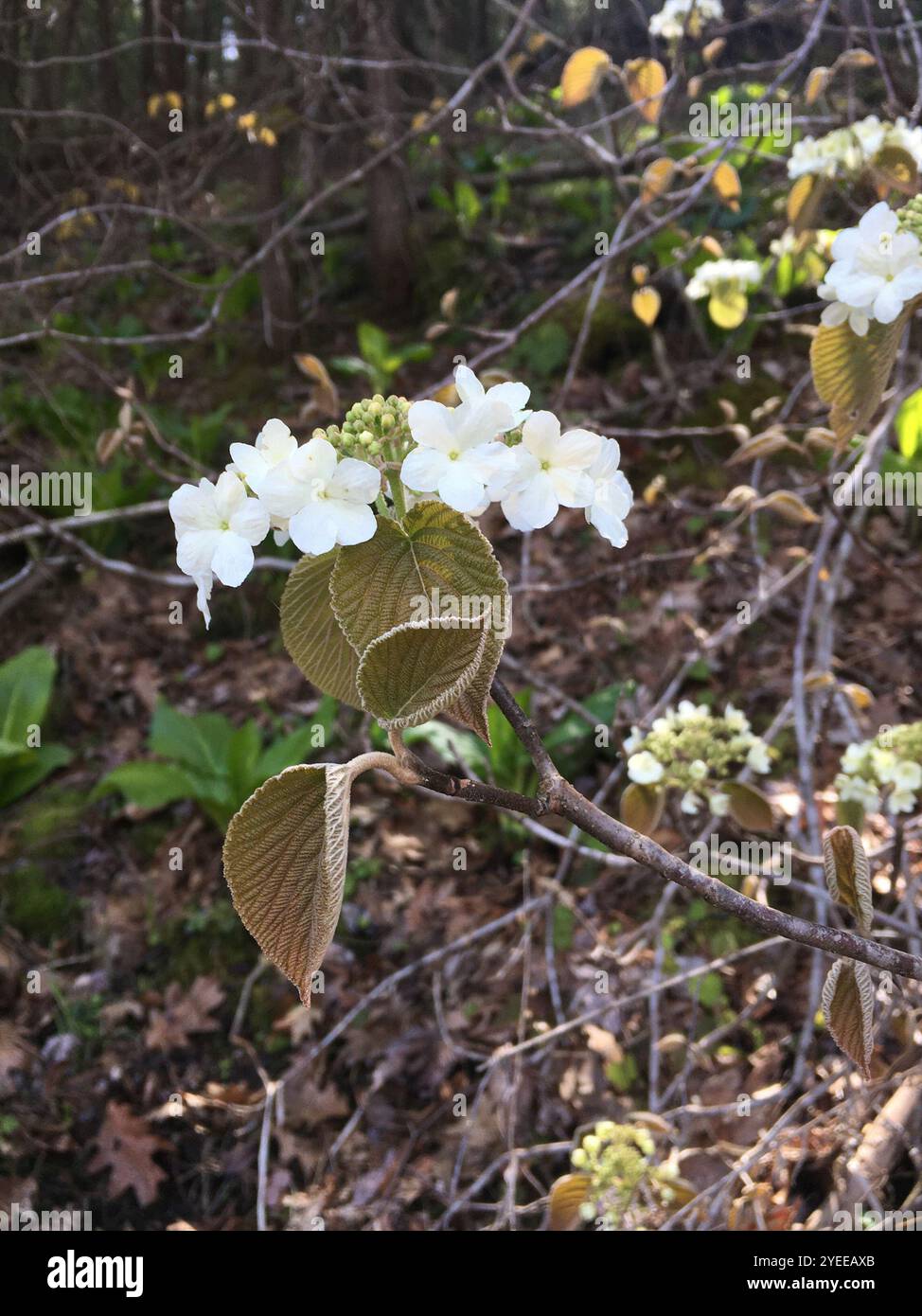 hobblebush (Viburnum lantanoides Stock Photo - Alamy
