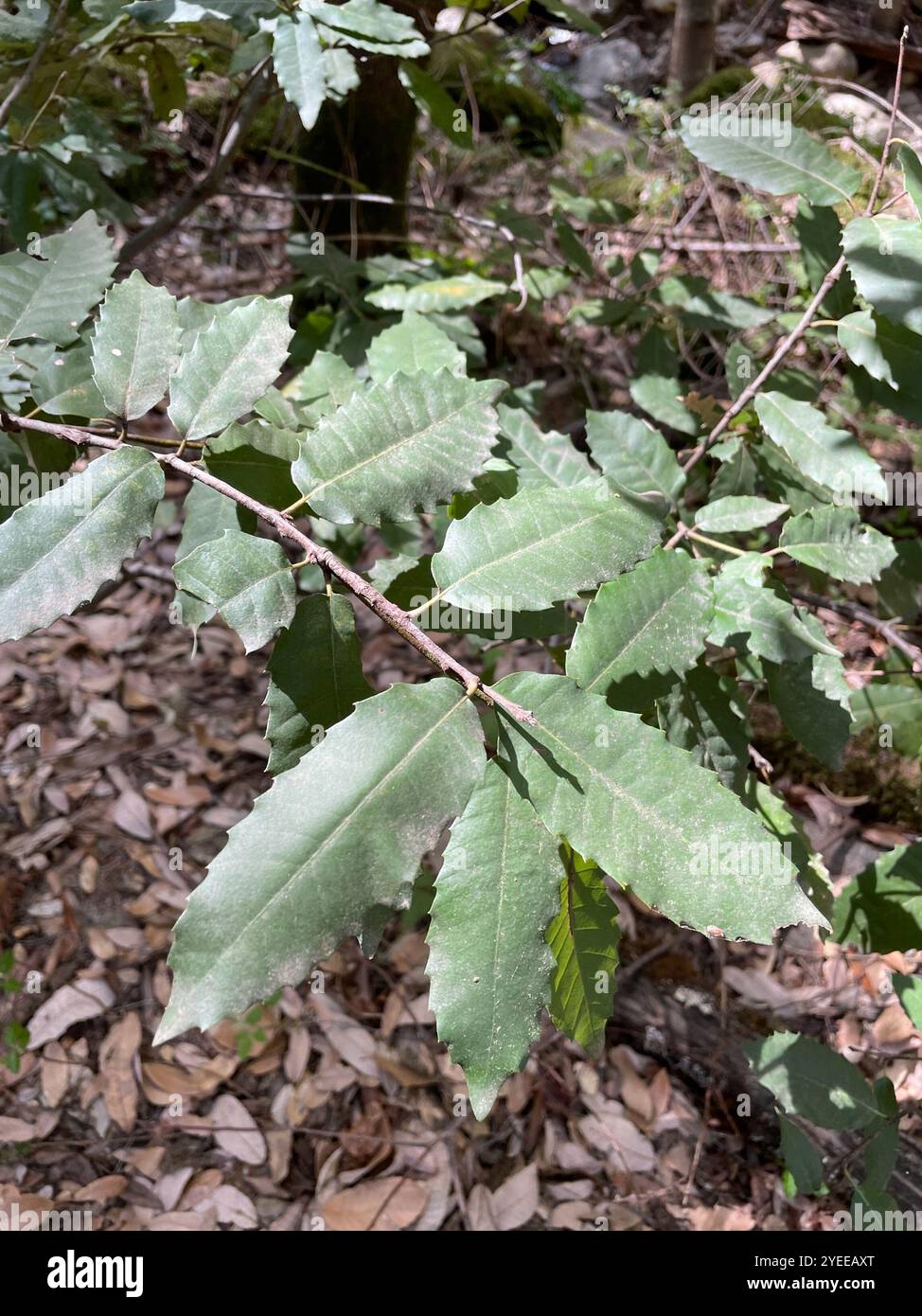 Tanoak (Notholithocarpus densiflorus Stock Photo - Alamy