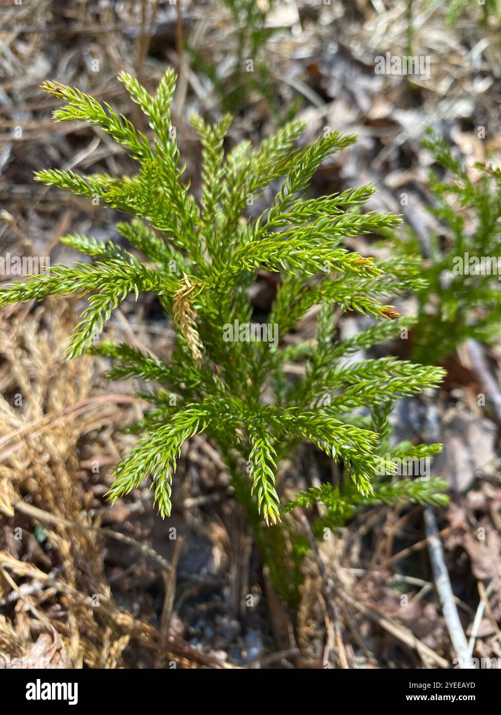 Hickey's tree-clubmoss (Dendrolycopodium hickeyi Stock Photo - Alamy