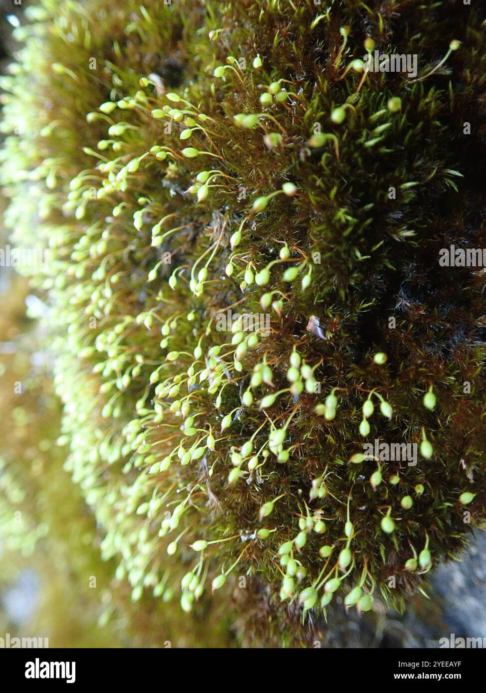 Blindia hi-res stock photography and images - Alamy