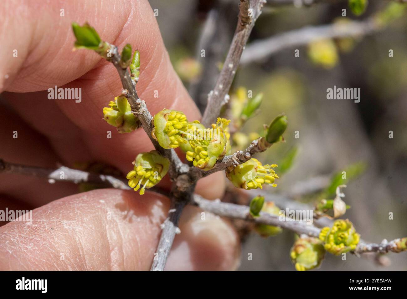 Stretchberry (Forestiera pubescens Stock Photo - Alamy