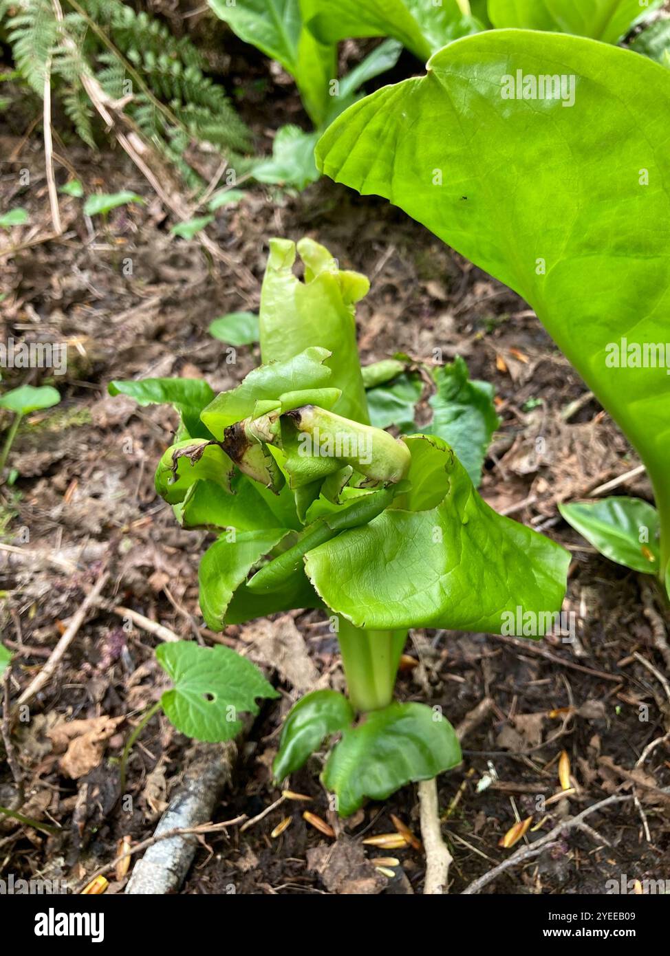 western skunk cabbage (Lysichiton americanus Stock Photo - Alamy