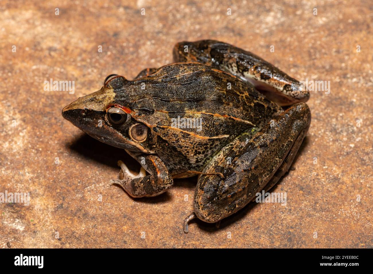 A beautiful Sharp-nosed Grass Frog (Ptychadena oxyrhynchus), also known ...