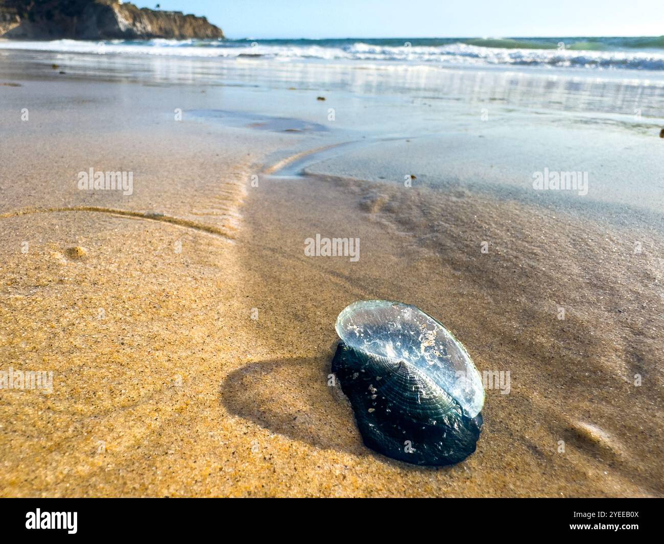 Wind sailor velella stranded hi-res stock photography and images - Alamy