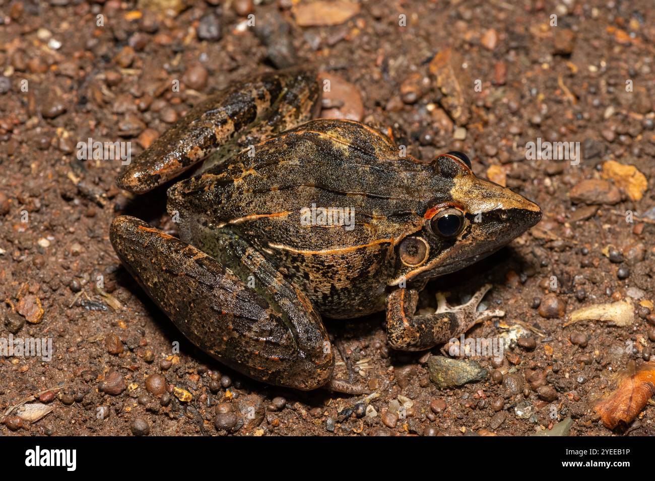 A beautiful Sharp-nosed Grass Frog (Ptychadena oxyrhynchus), also known ...