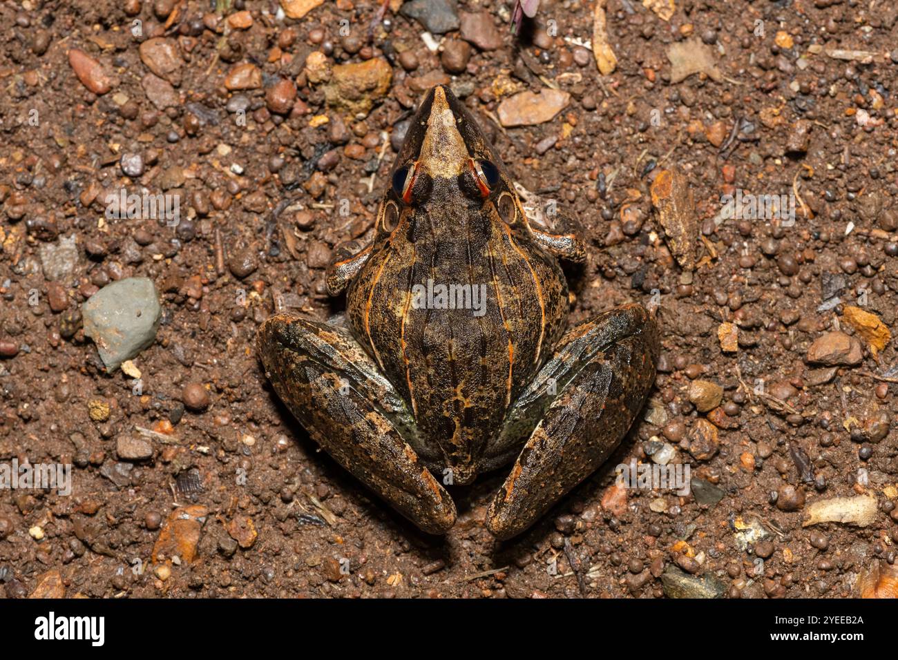 A beautiful Sharp-nosed Grass Frog (Ptychadena oxyrhynchus), also known ...