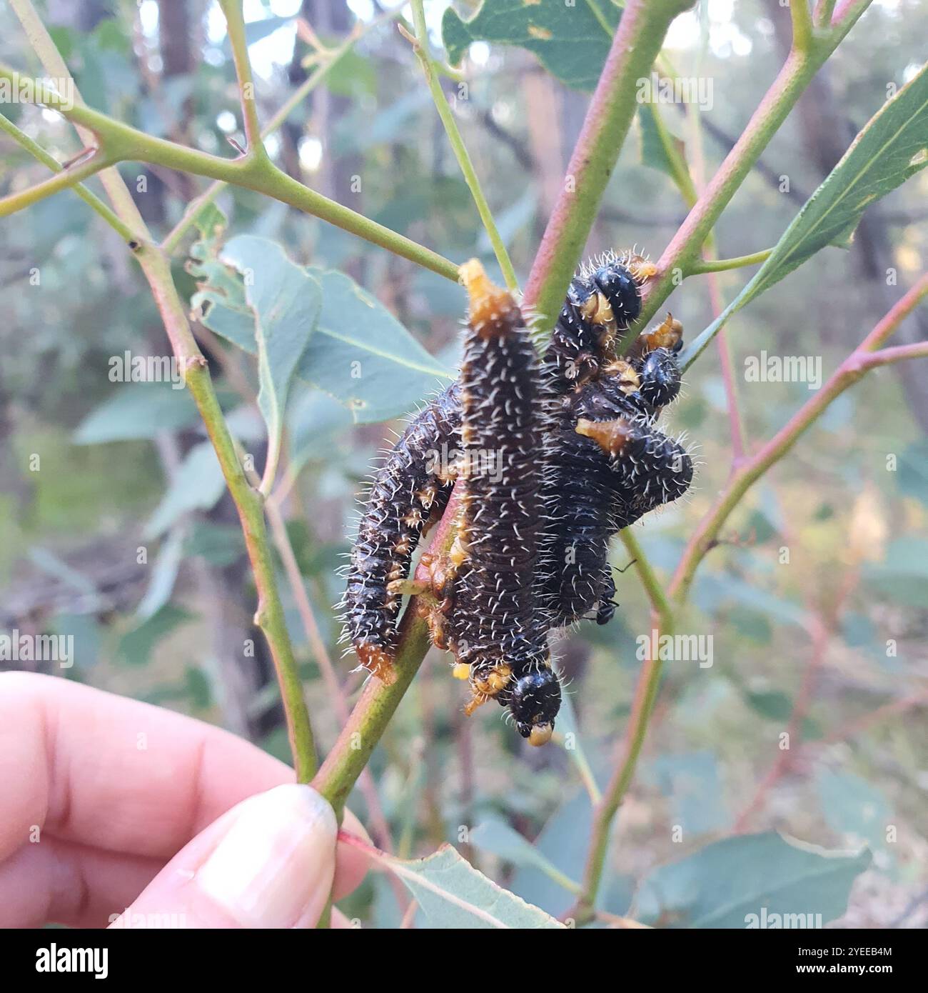 Pergid Sawflies (Pergidae Stock Photo - Alamy