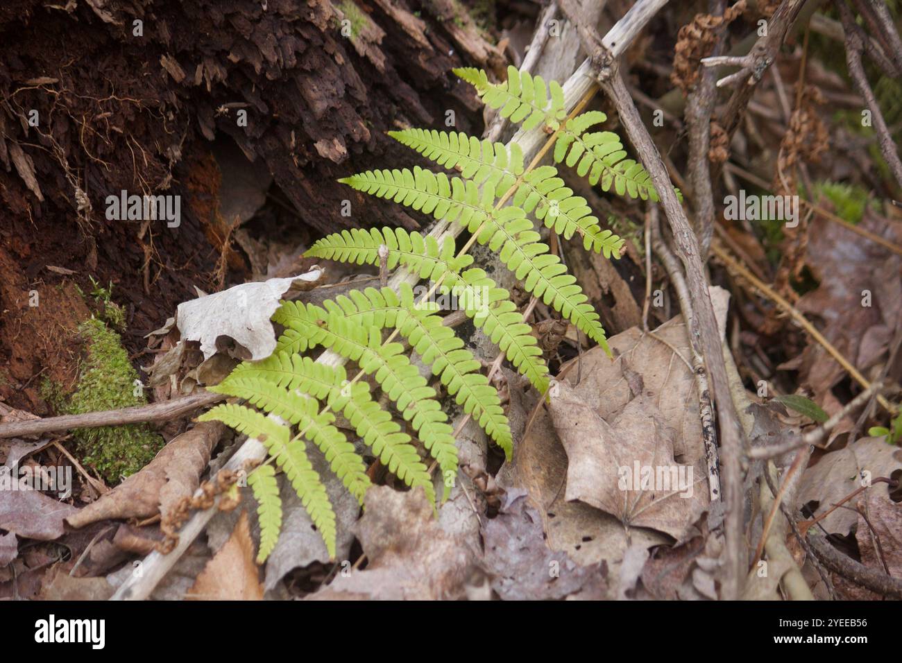 marginal wood fern (Dryopteris marginalis Stock Photo - Alamy