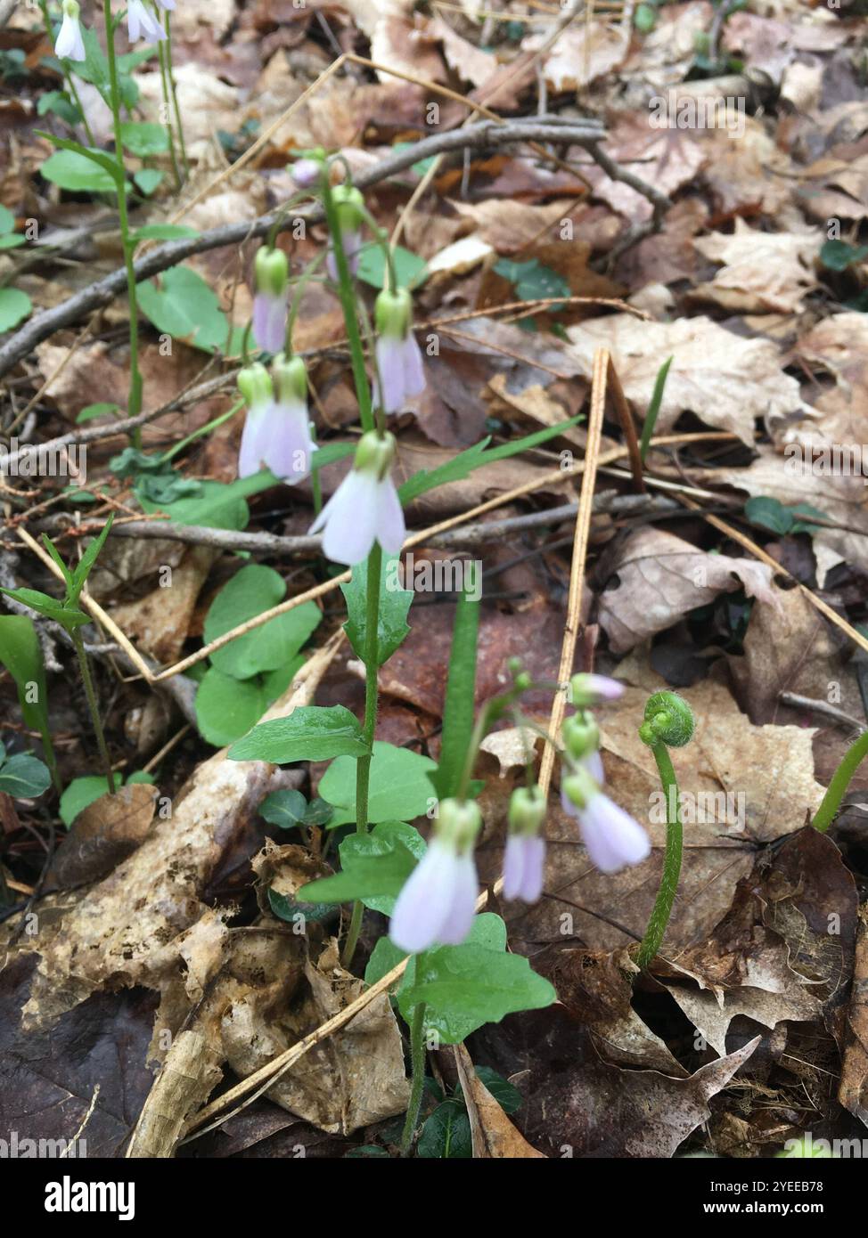 Purple Cress (Cardamine douglassii Stock Photo - Alamy